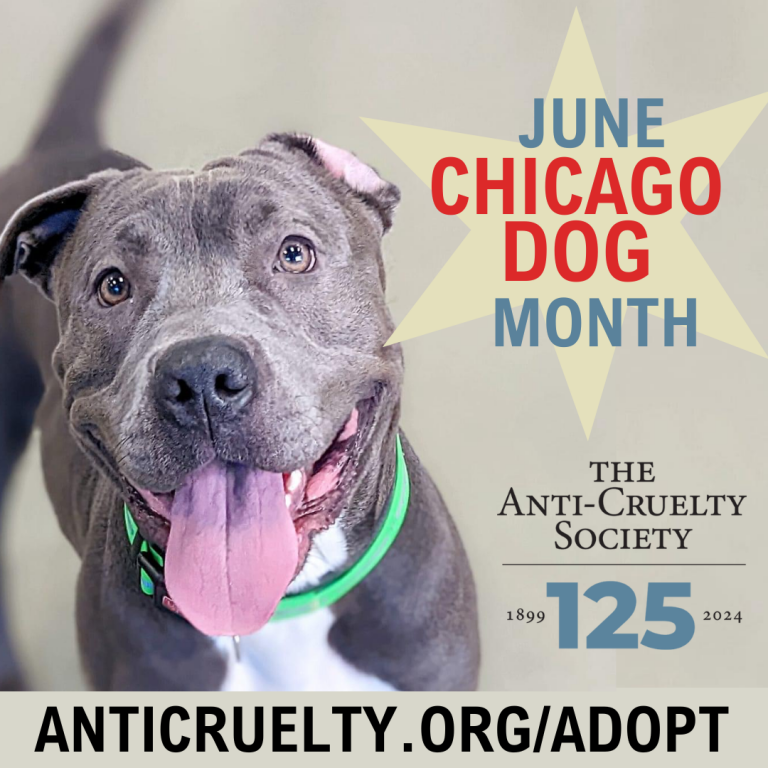 The Anti-Cruelty Society’s – Celebrate June as “Chicago Dogs Month ...